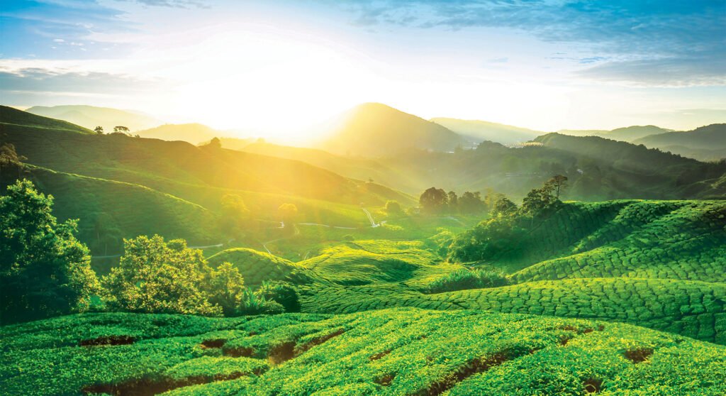 Cameron Highlands Pahang | Visit Malaysia 2026