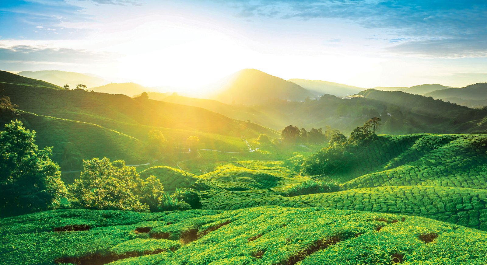 Cameron Highlands Pahang | Visit Malaysia 2026