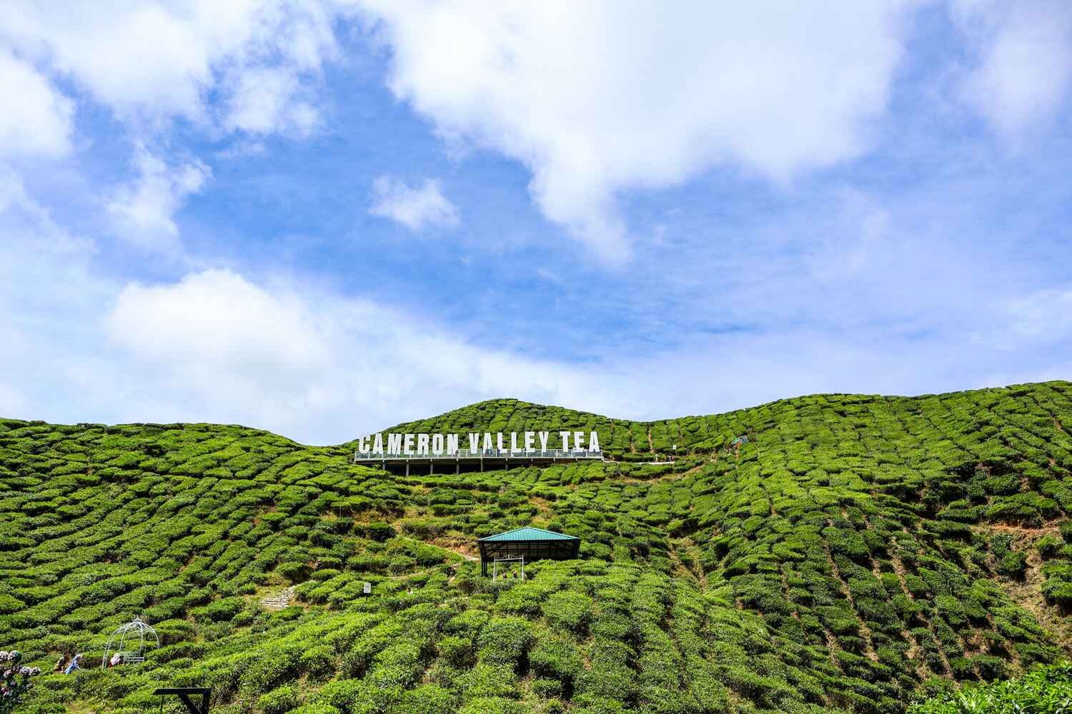 The Best of Cameron Highlands: A 3D2N Exploration of Sights and Senses ...