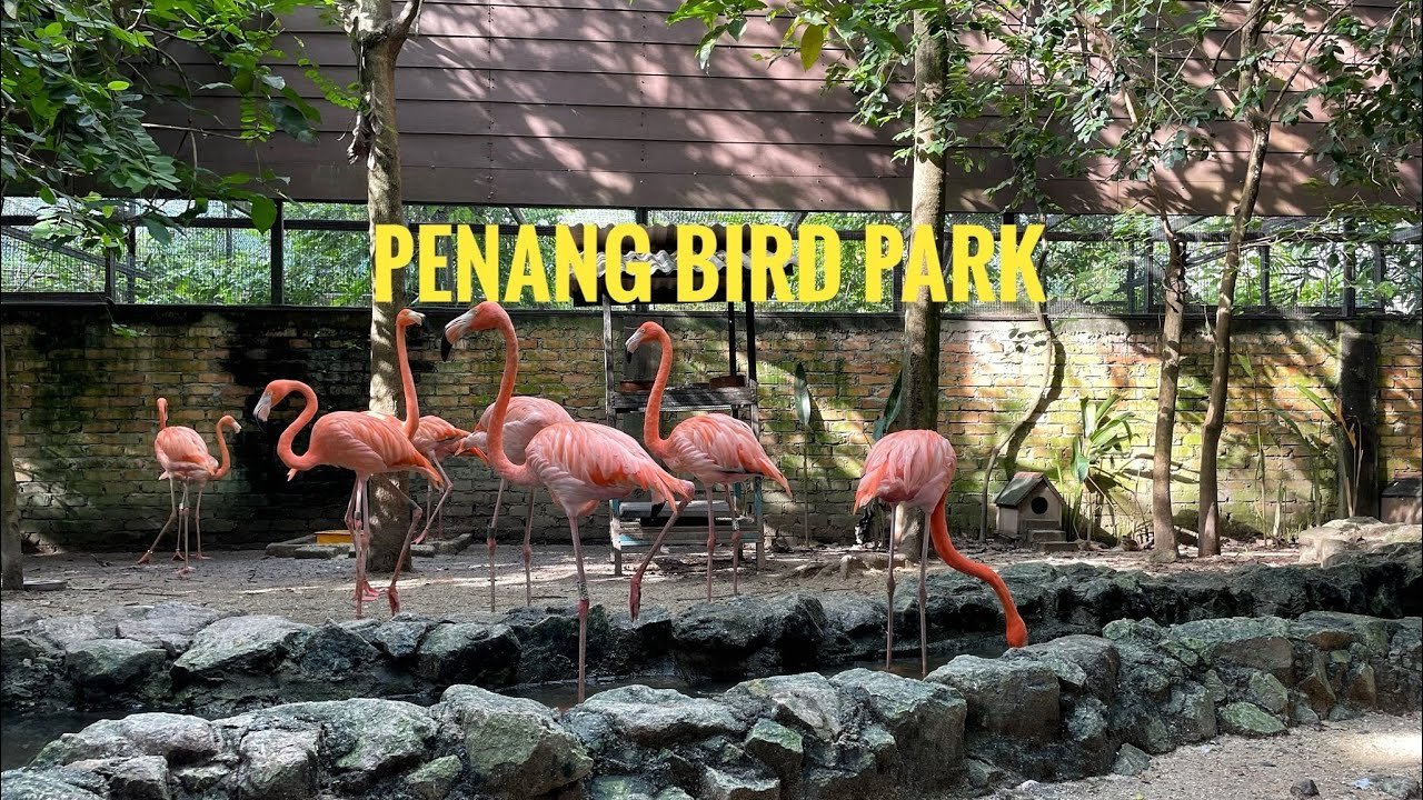 Win Tickets to Penang Bird Park by Naming Its Animal Stars | Visit ...