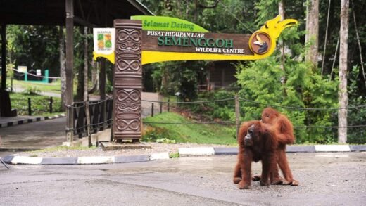 Semenggoh Wildlife Centre Kuching | Visit Malaysia 2026